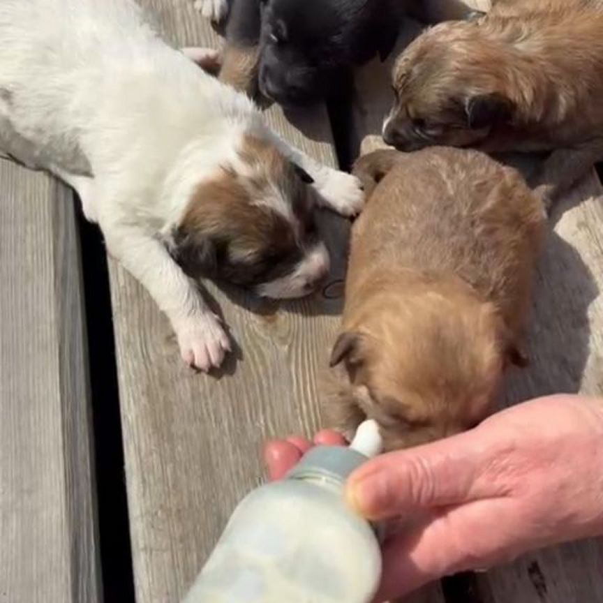 Для охраны и квартиры