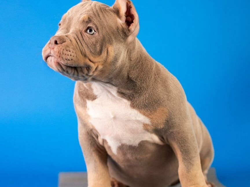 Американский булли