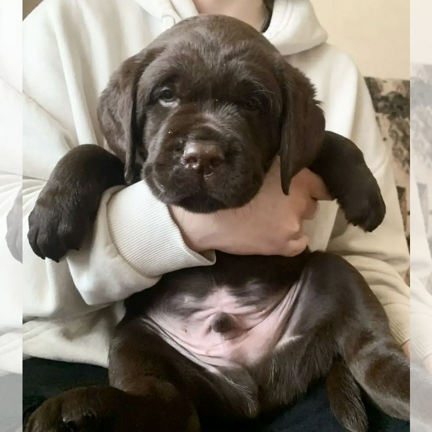 Лабрадор-ретривер, щенок