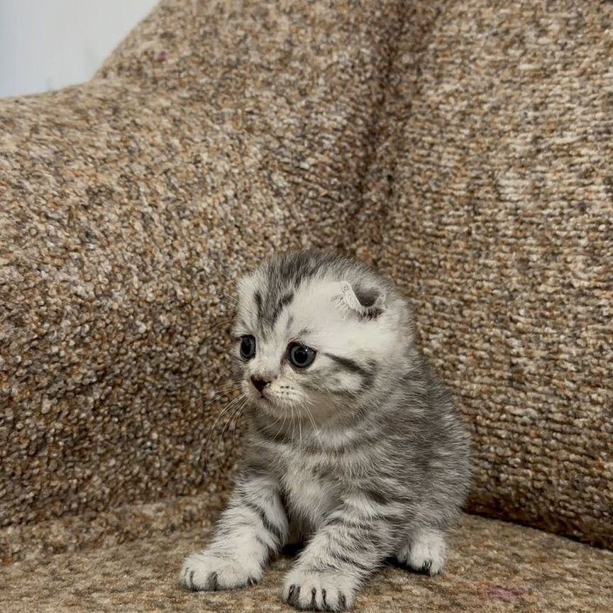 Шотландская вислоухая