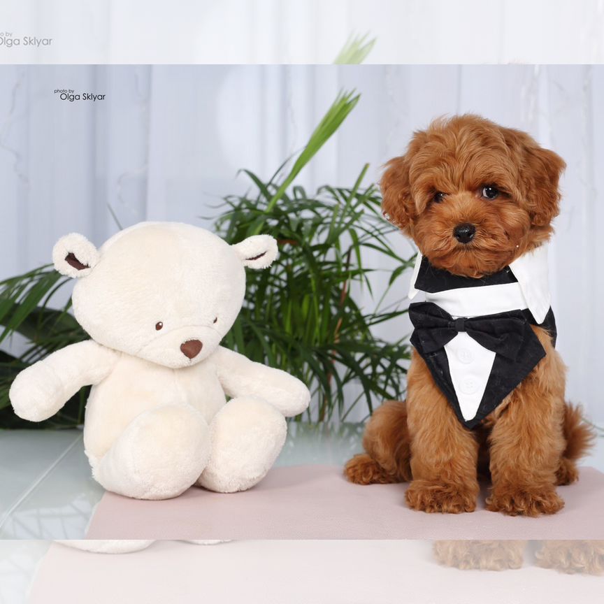 Той-пудель, щенок