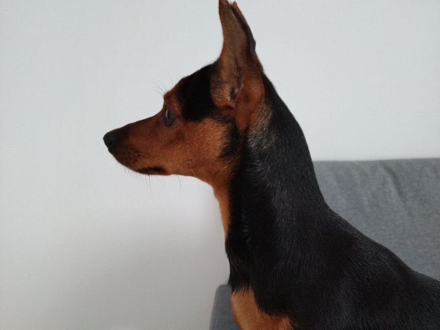 Вязка цвергпинчер