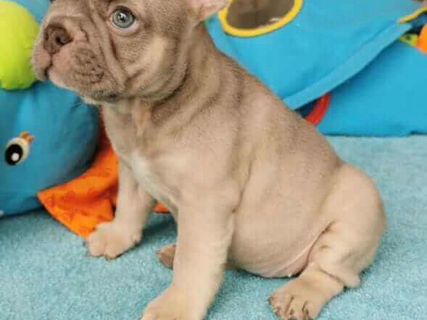 Французский бульдог