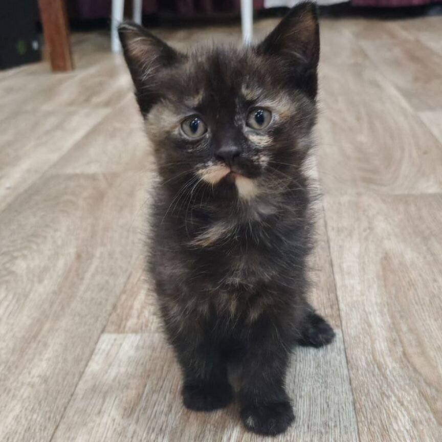 Отдам в добрые руки котенка