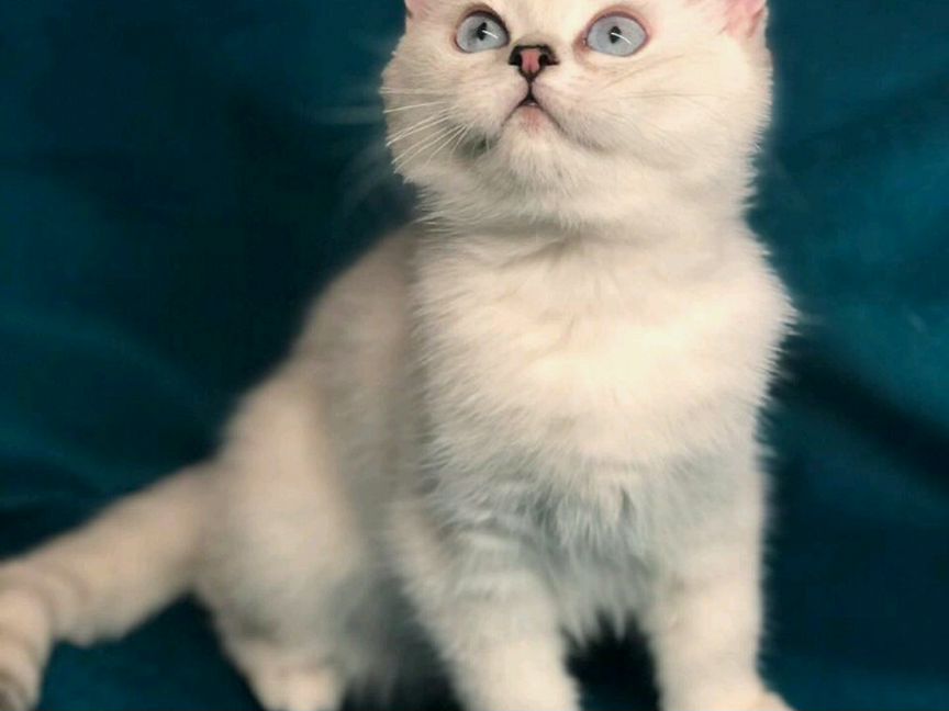 Британские котята