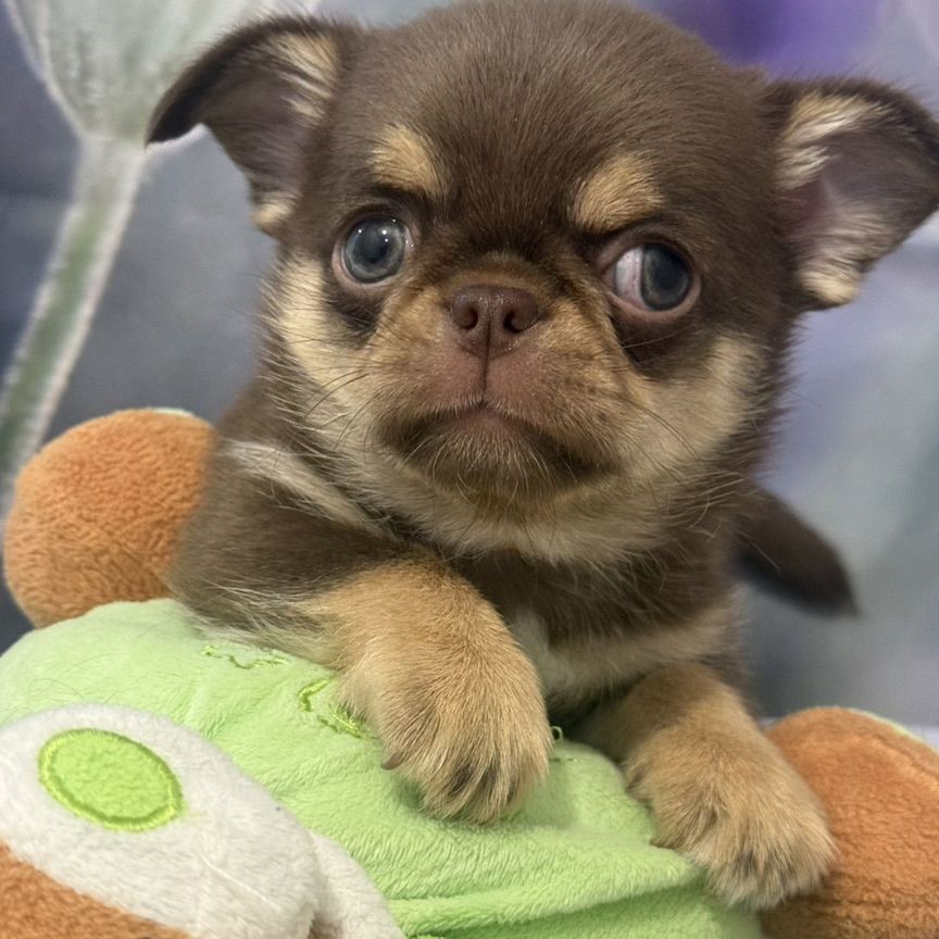 Чихуахуа, щенок