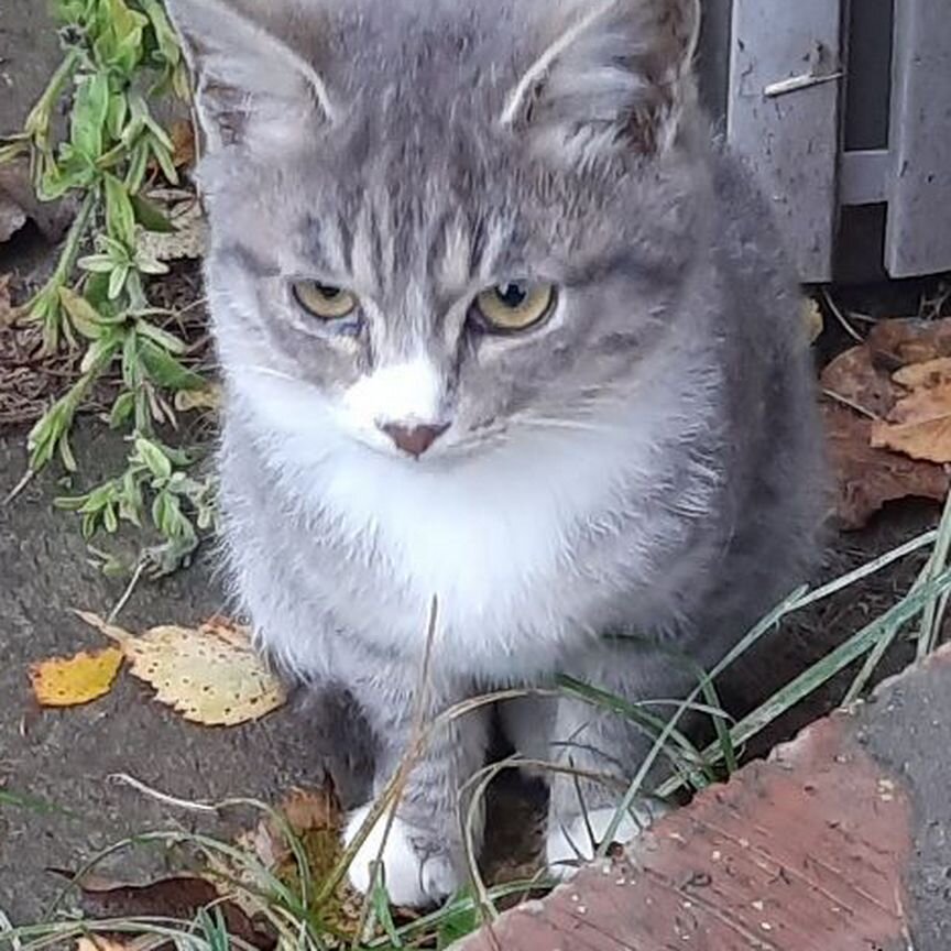 Котёнок в добрые руки