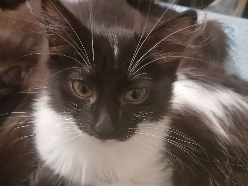 Кошки в добрые руки