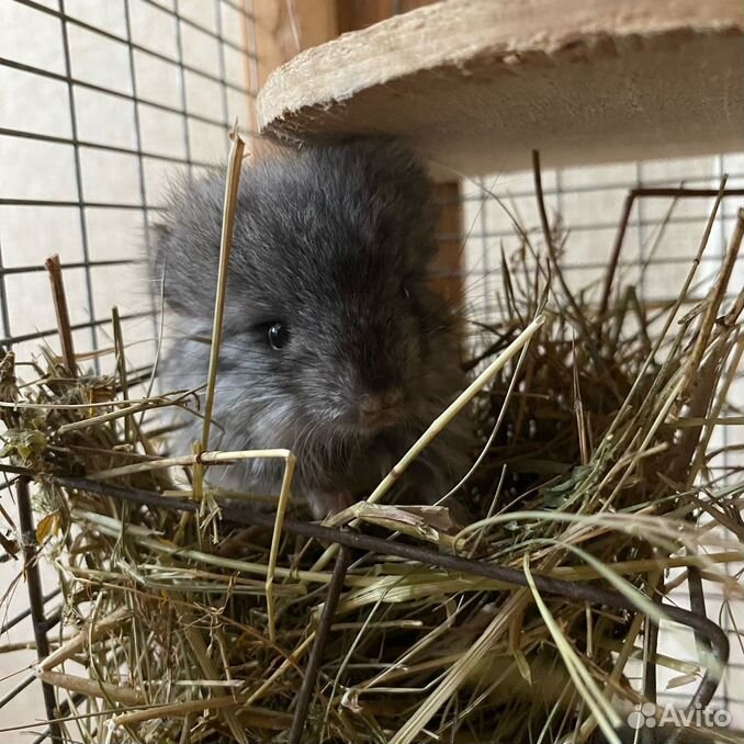 Ангорские шиншиллы носители фиолета и сапфира