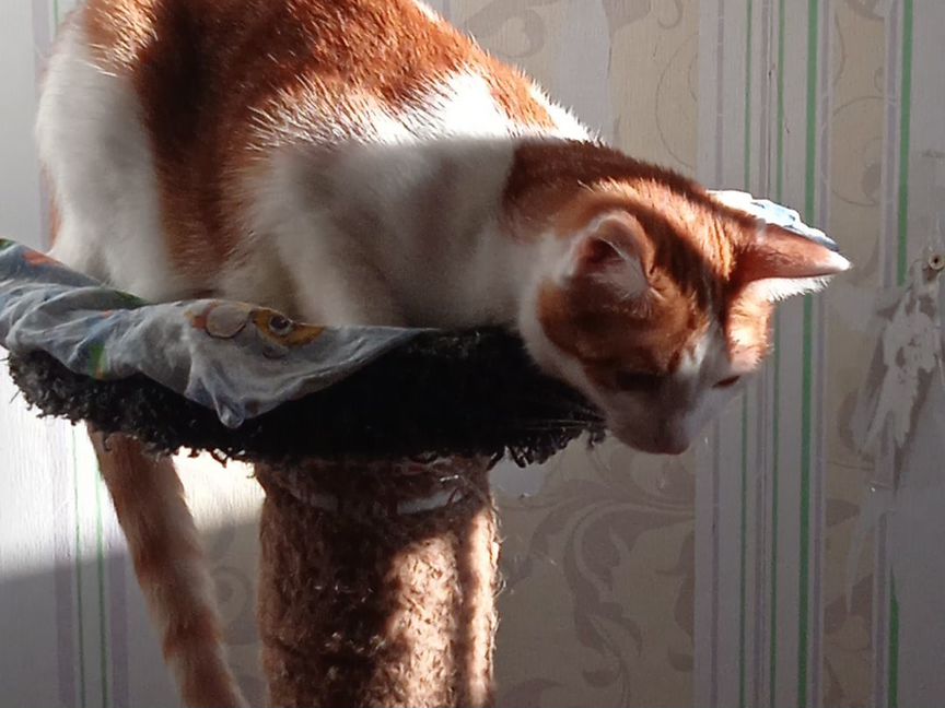 Отдам кошечку в хорошие руки