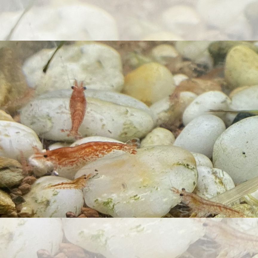 Креветки черри, криптокорина апоногетонолистная