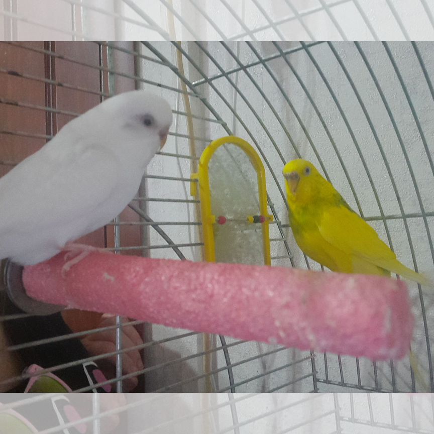 Волнистые попугаи с клеткой. Цена за все