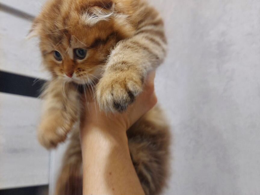 Шотландская вислоухая кошка