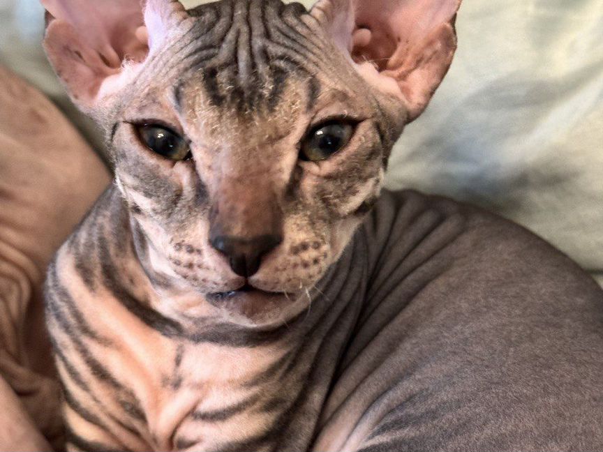 Сфинкс котенок мальчик