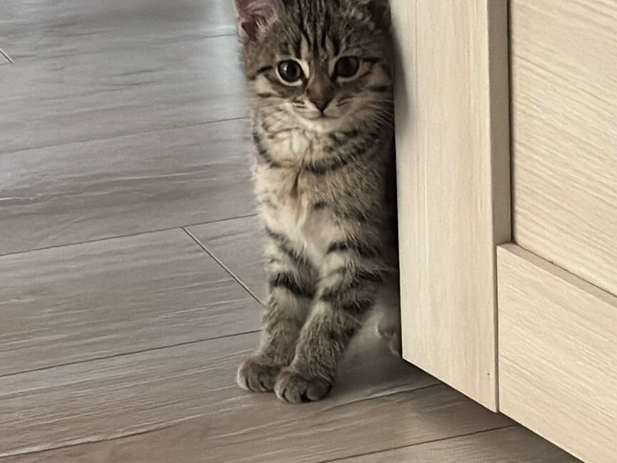 Котенок в надежные руки