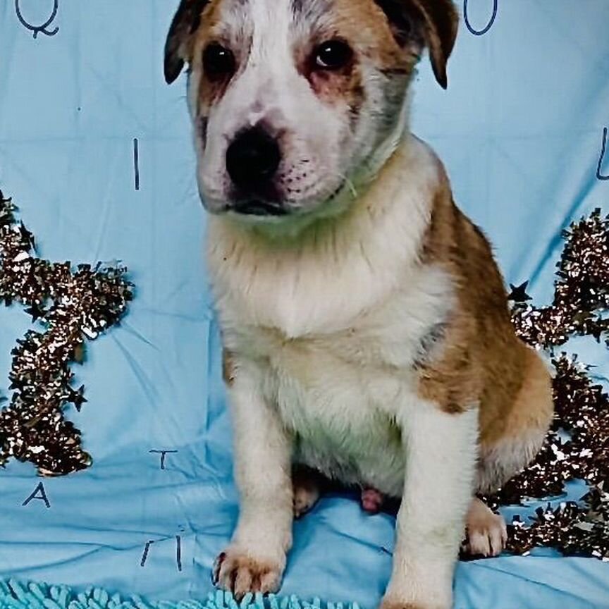 Щенок в добрые руки