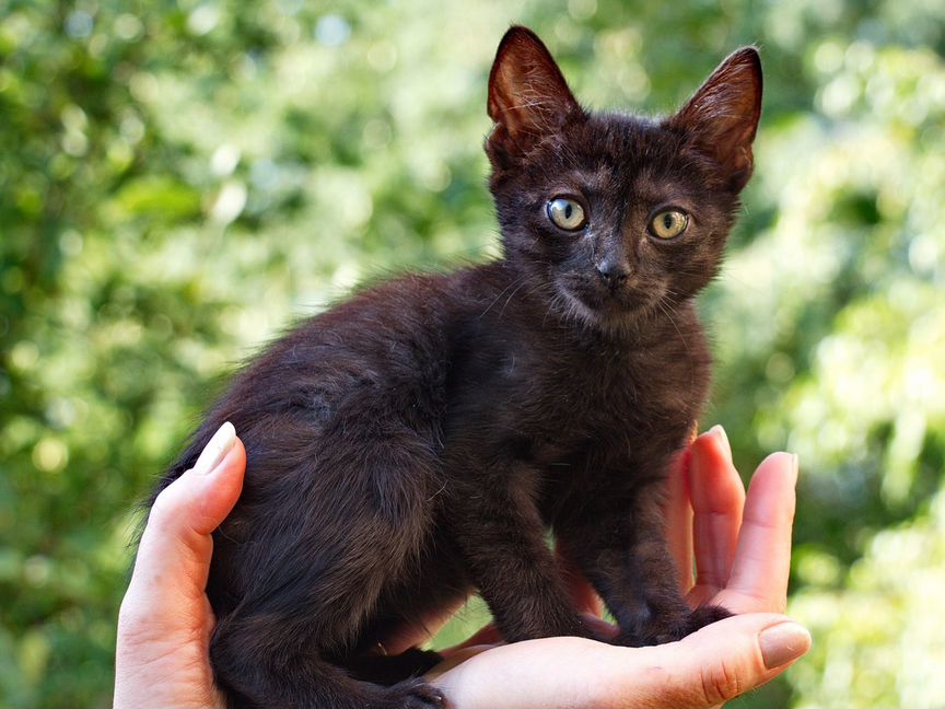 Алиска и Юрик ищут дом