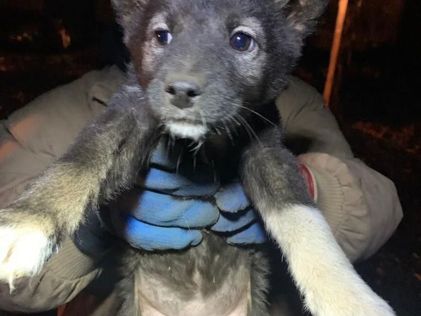 Как нам выбраться с отлова