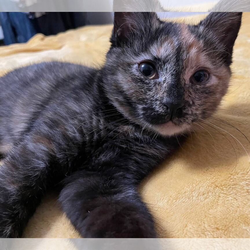 Взрослая кошка в добрые руки