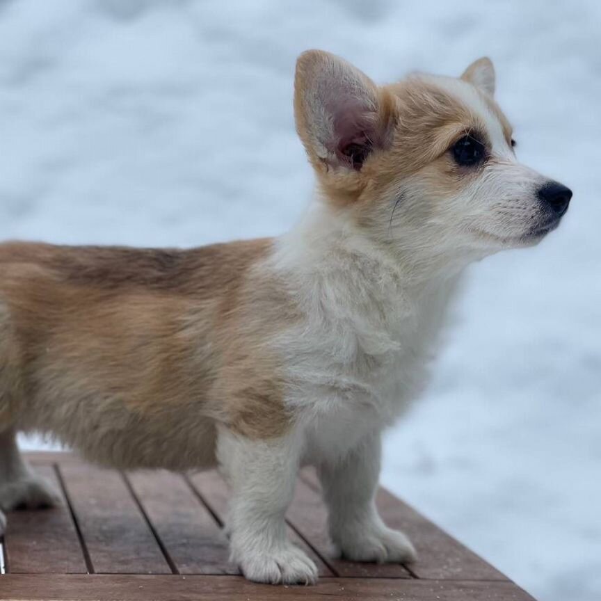 Вельш Корги Пемброк, щенок