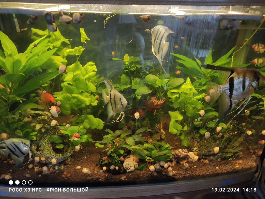 Ампулярии розовые и черные