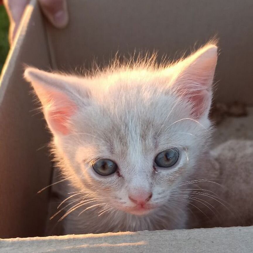 Котята в добрые руки мальчики