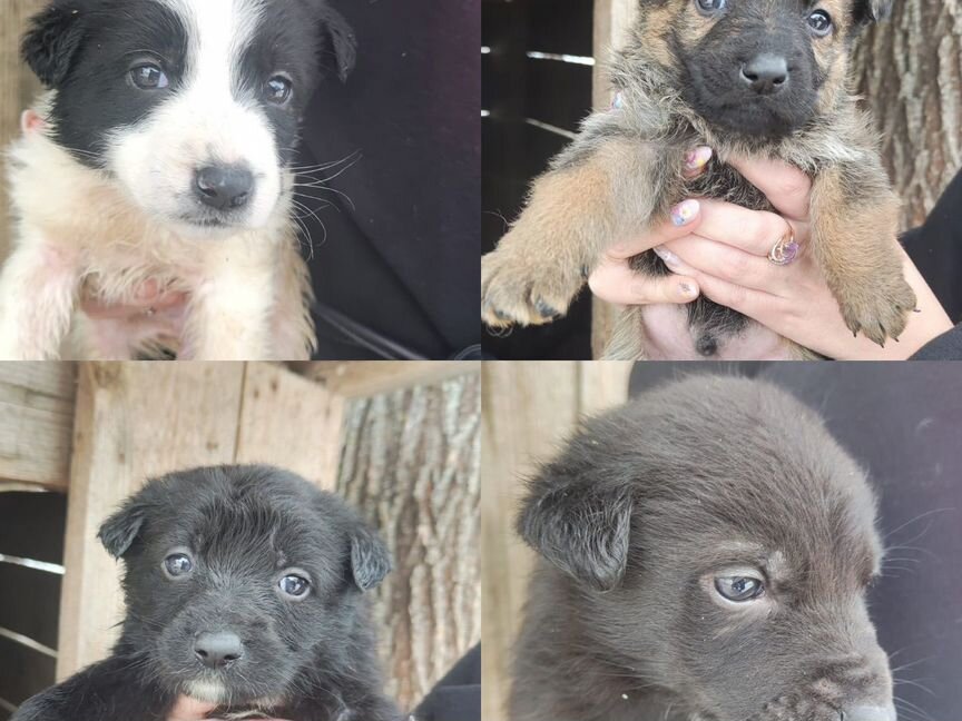 Собака в добрые руки