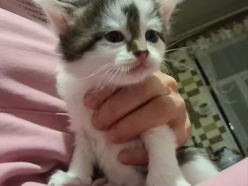 Чёрно-белый котик с рыжим носиком