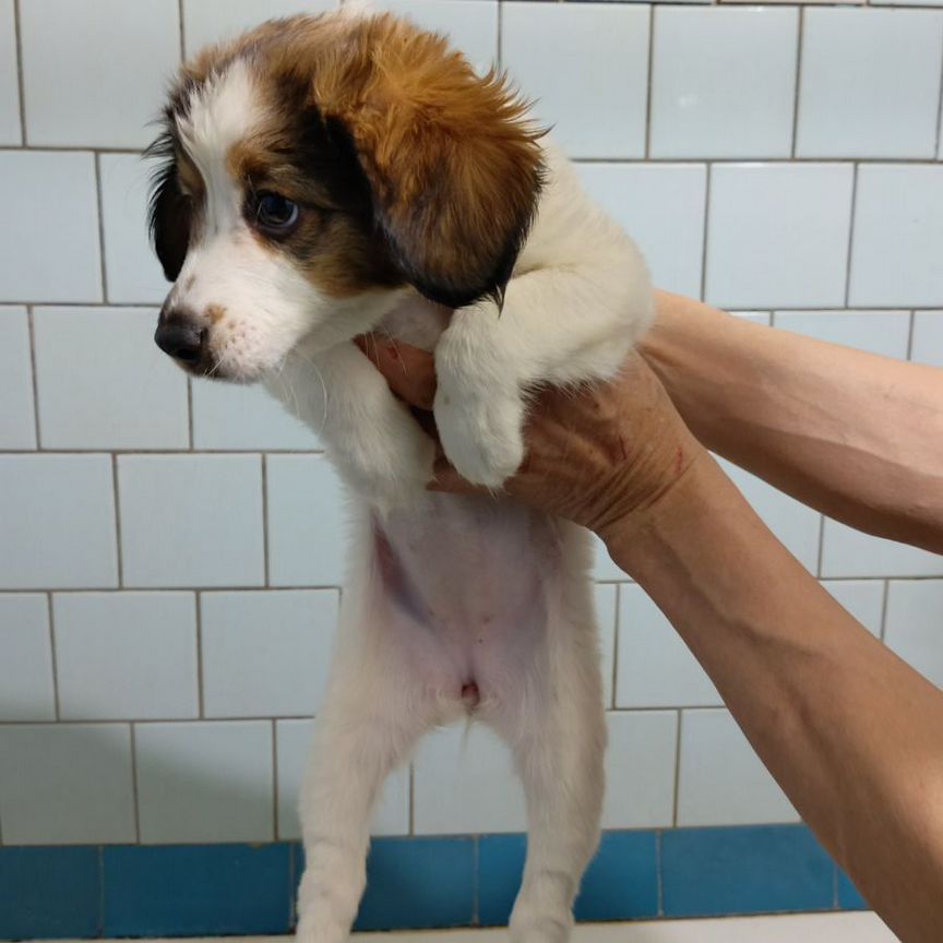 Щенок в добрые руки