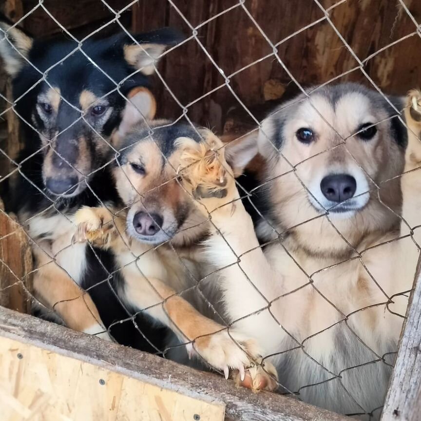 Взрослый пёс в добрые руки