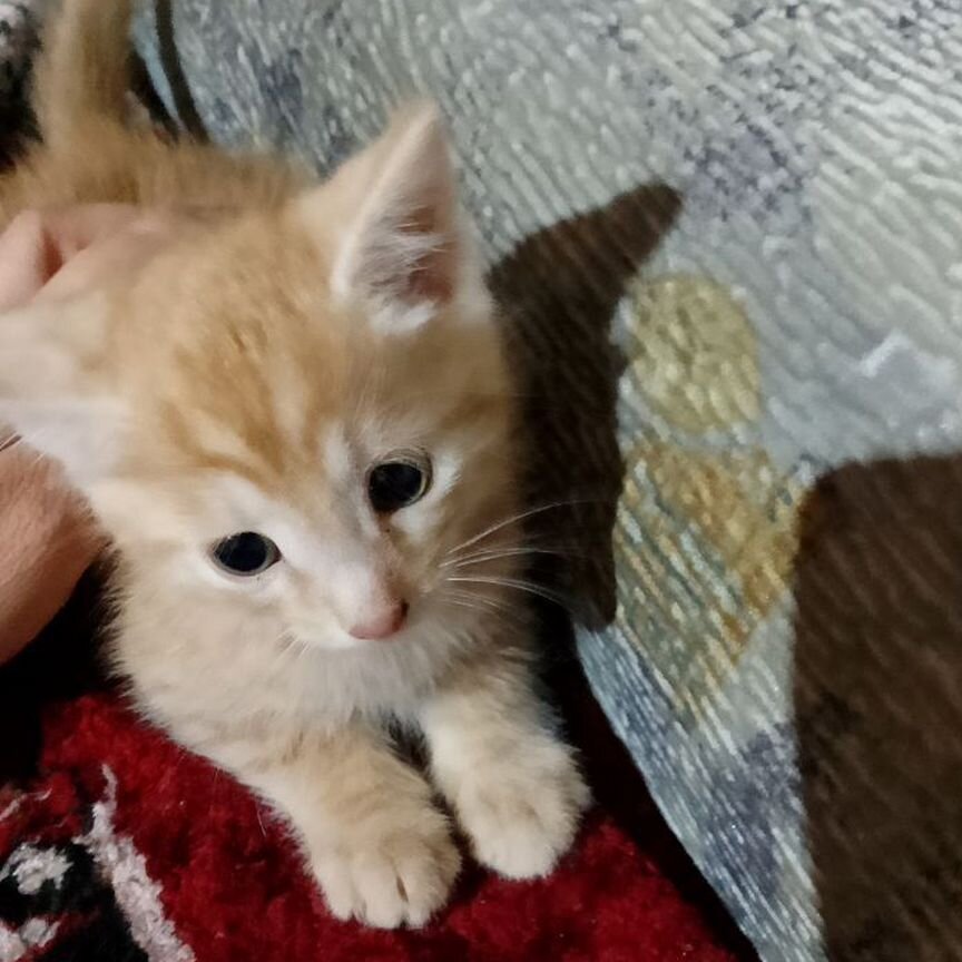 Котёнок в добрые руки