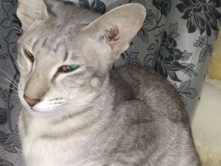 Вязка ориетальной кошки