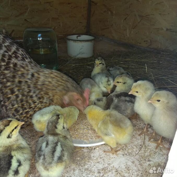 Клушка с цыплятами породы Барковская Барвистая
