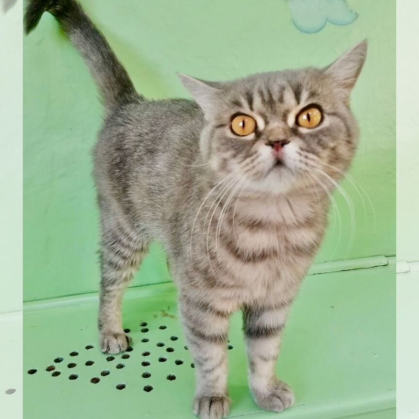 Британская короткошёрстная, взрослая кошка