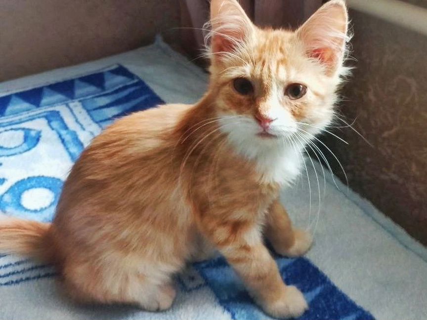 Отдам котенка в добрые руки