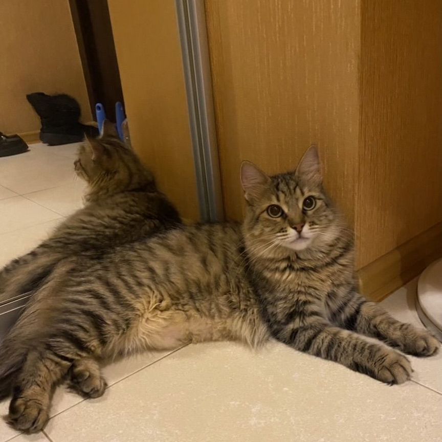 Кошечку чуть не раздавили