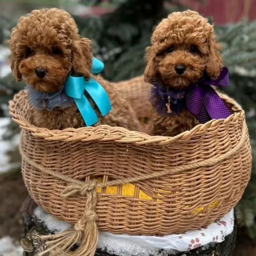 Той-пудель, щенок