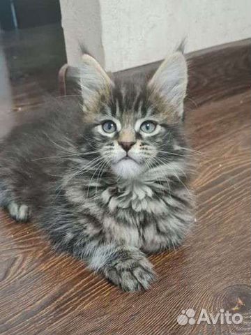 Котенок мэйнкун