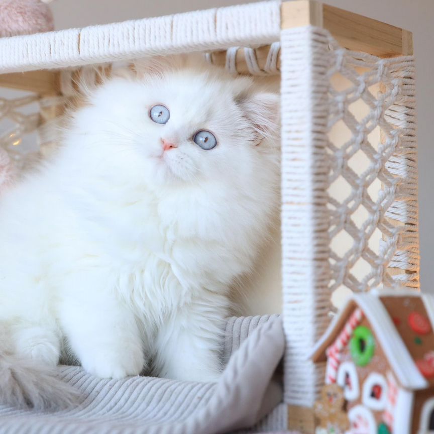 Британские котята