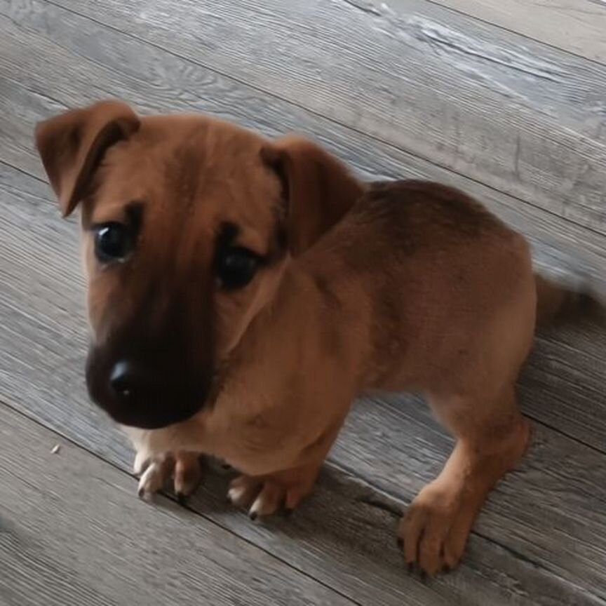 Щенок в добрые руки