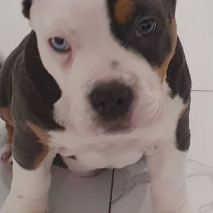 Американский булли покет