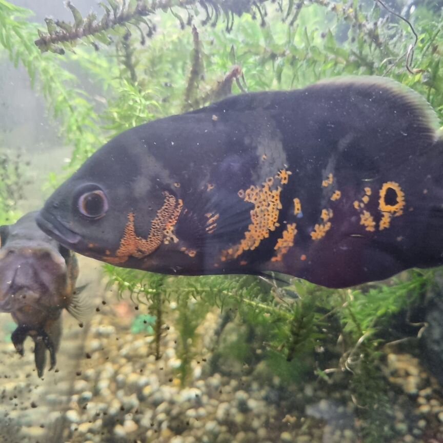 Аквариум 120 литров