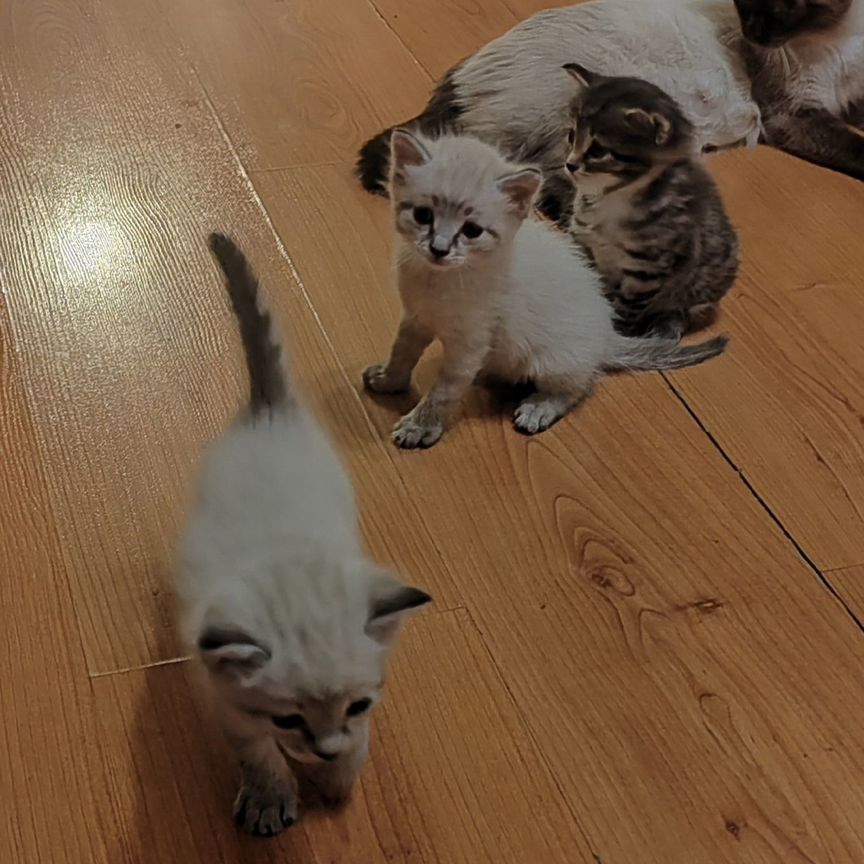 Котики в добрые руки