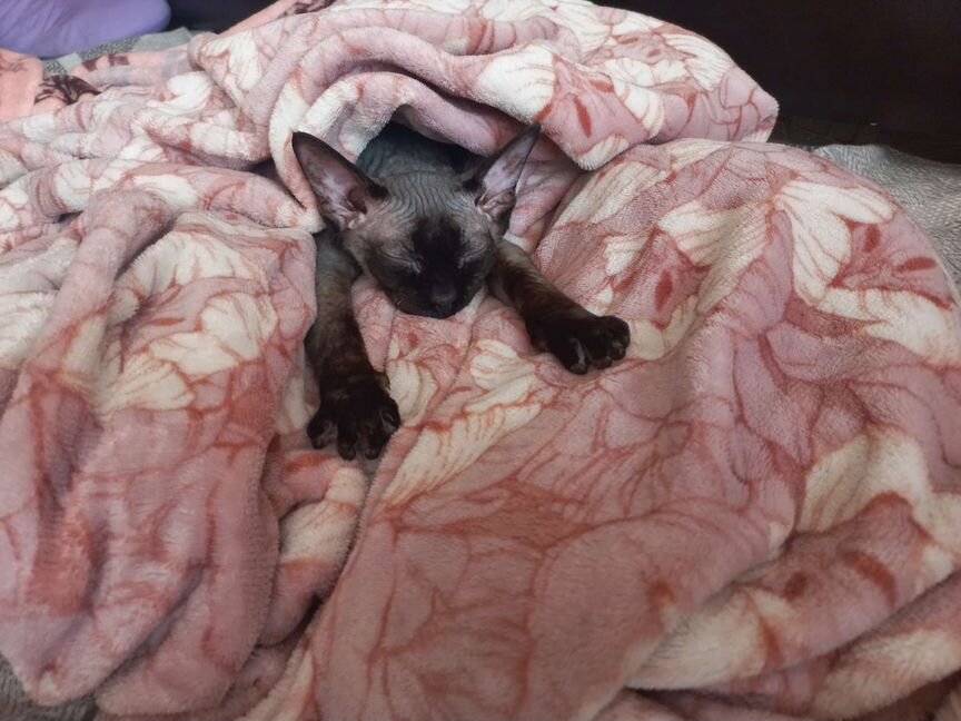 Кошечка канадский сфинкс вязка