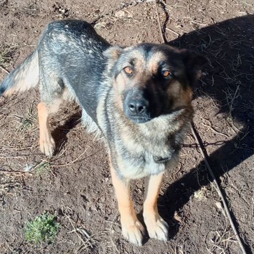 Щенки немецкой овчарки