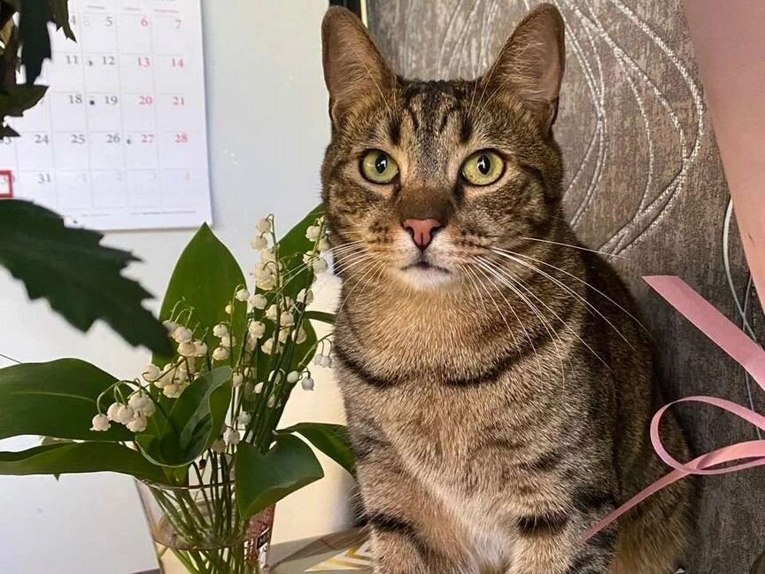 Котик Вася, есть ли шанс найти дом