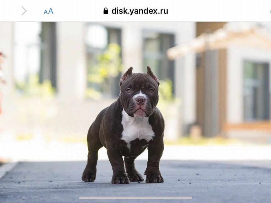 Американский булли микро покет