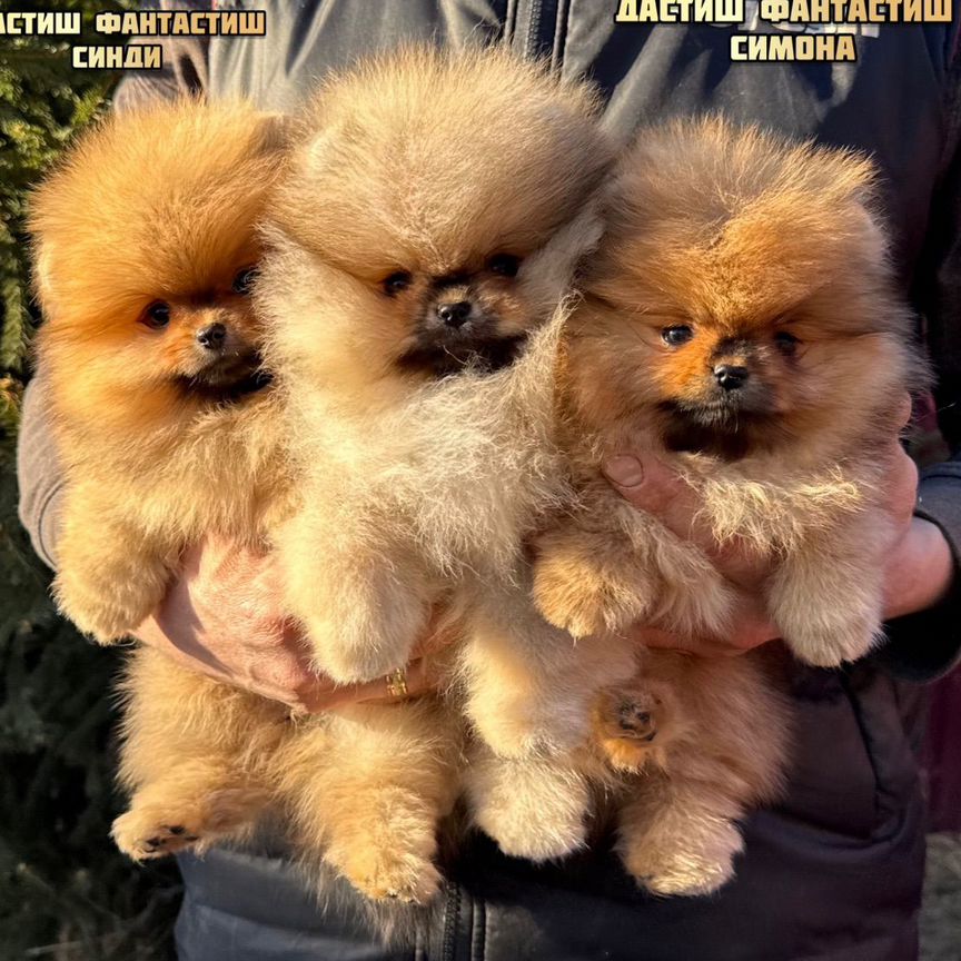 Померанский шпиц, щенок