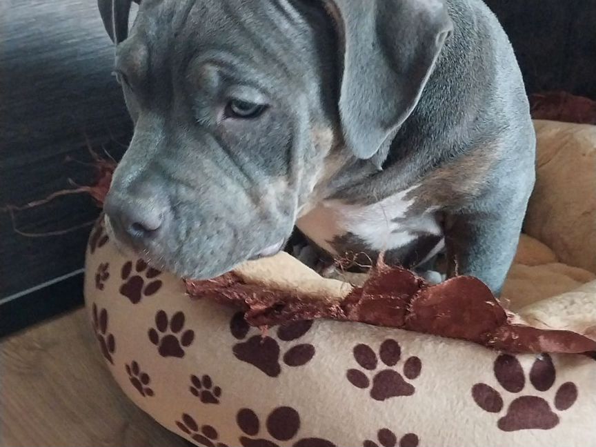 Американский булли