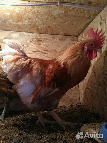 Мини-мясные курочки